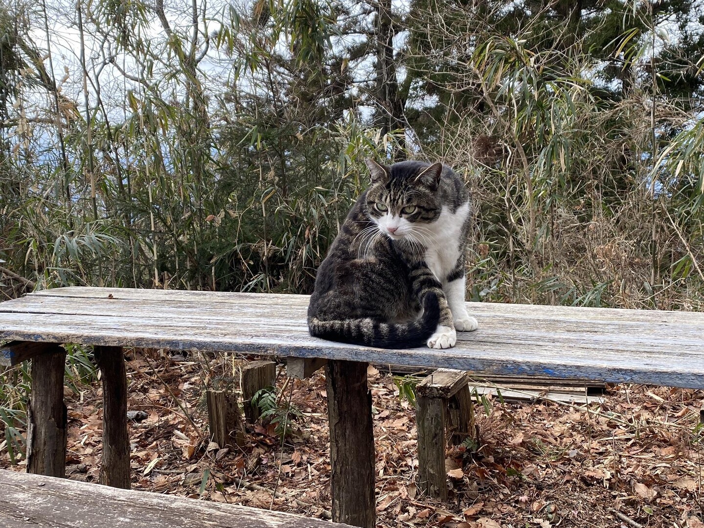 景信山一周 / manmaruさんの高尾山・陣馬山・景信山の活動データ | YAMAP / ヤマップ