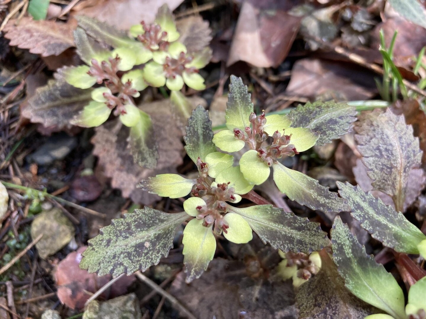 高尾山・猪ノ鼻山 / Aokatiさんの高尾山・陣馬山・景信山の活動データ | YAMAP / ヤマップ