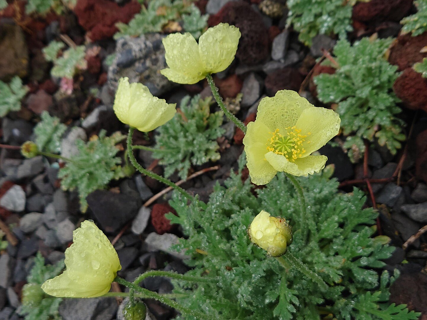 利尻島散策-2024-06-28 / marinさんのウォーキングの活動データ | YAMAP / ヤマップ