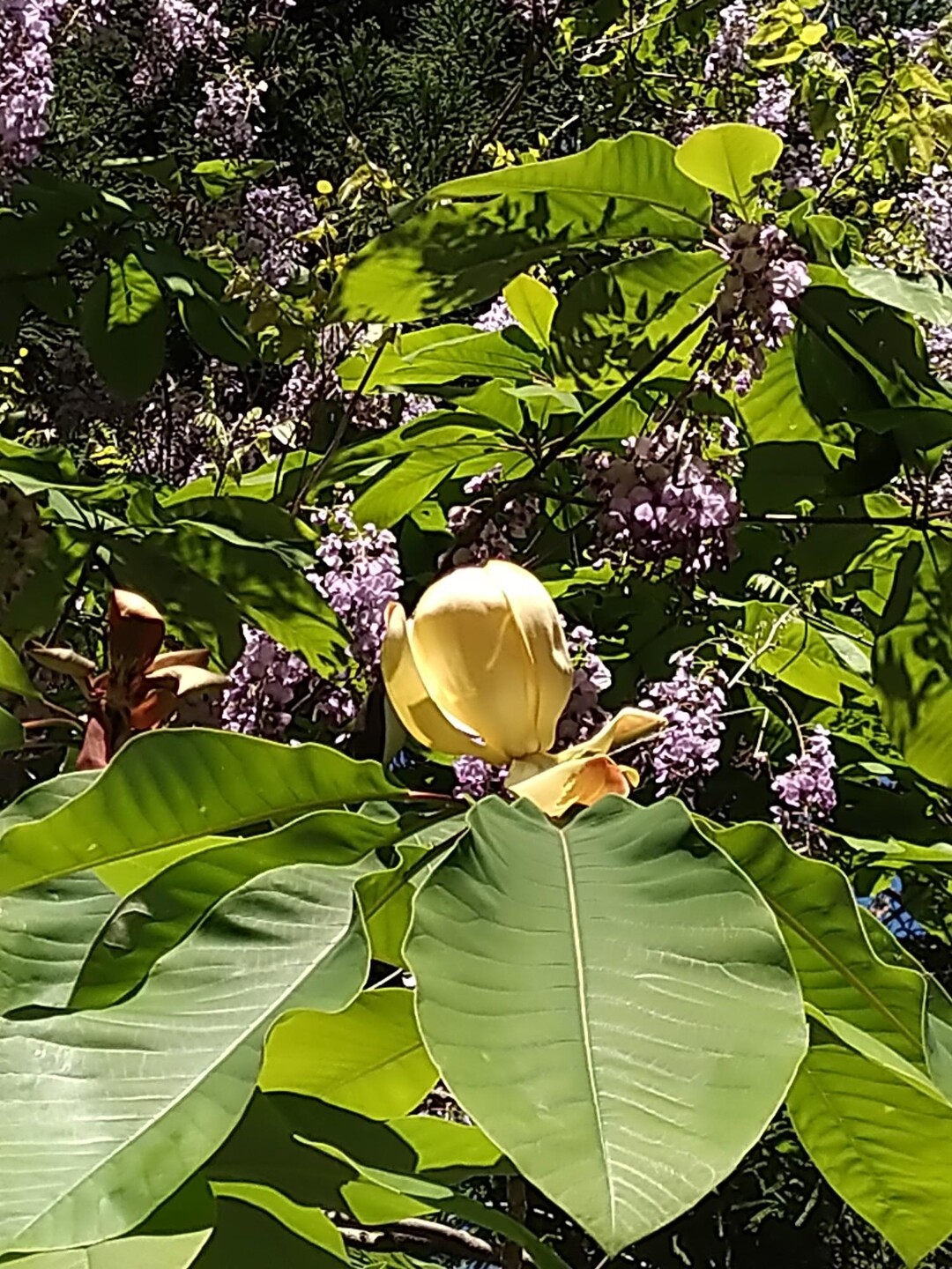 鶏足山・焼森山 / nobss さんの焼森山・鶏足山の活動日記 | YAMAP / ヤマップ