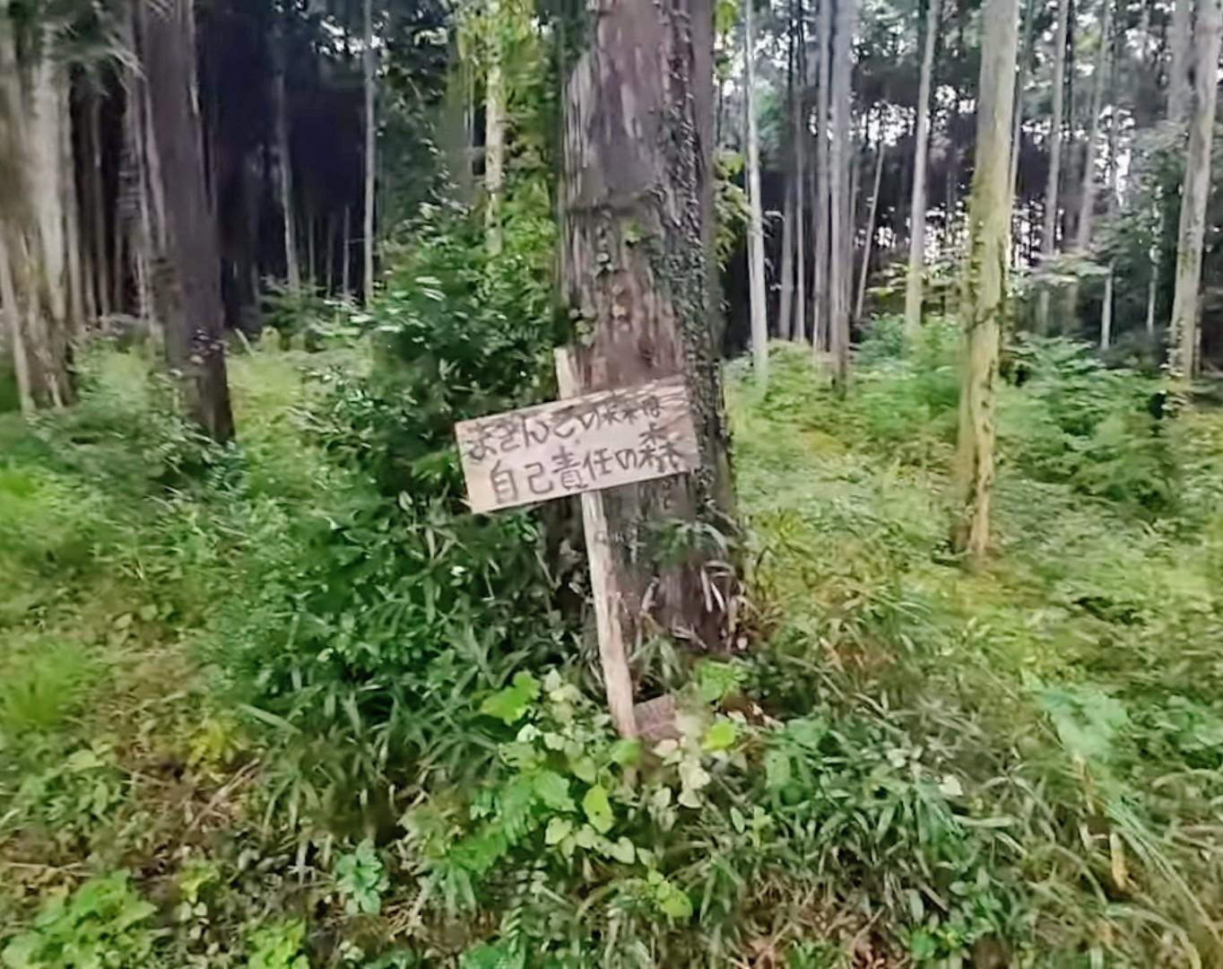 丹波合宿2日目🌲自己責任の森🌳2025.10.18 / kaolinさんの五台山・親不知・城山（猪ノ口山）の活動データ | YAMAP / ヤマップ