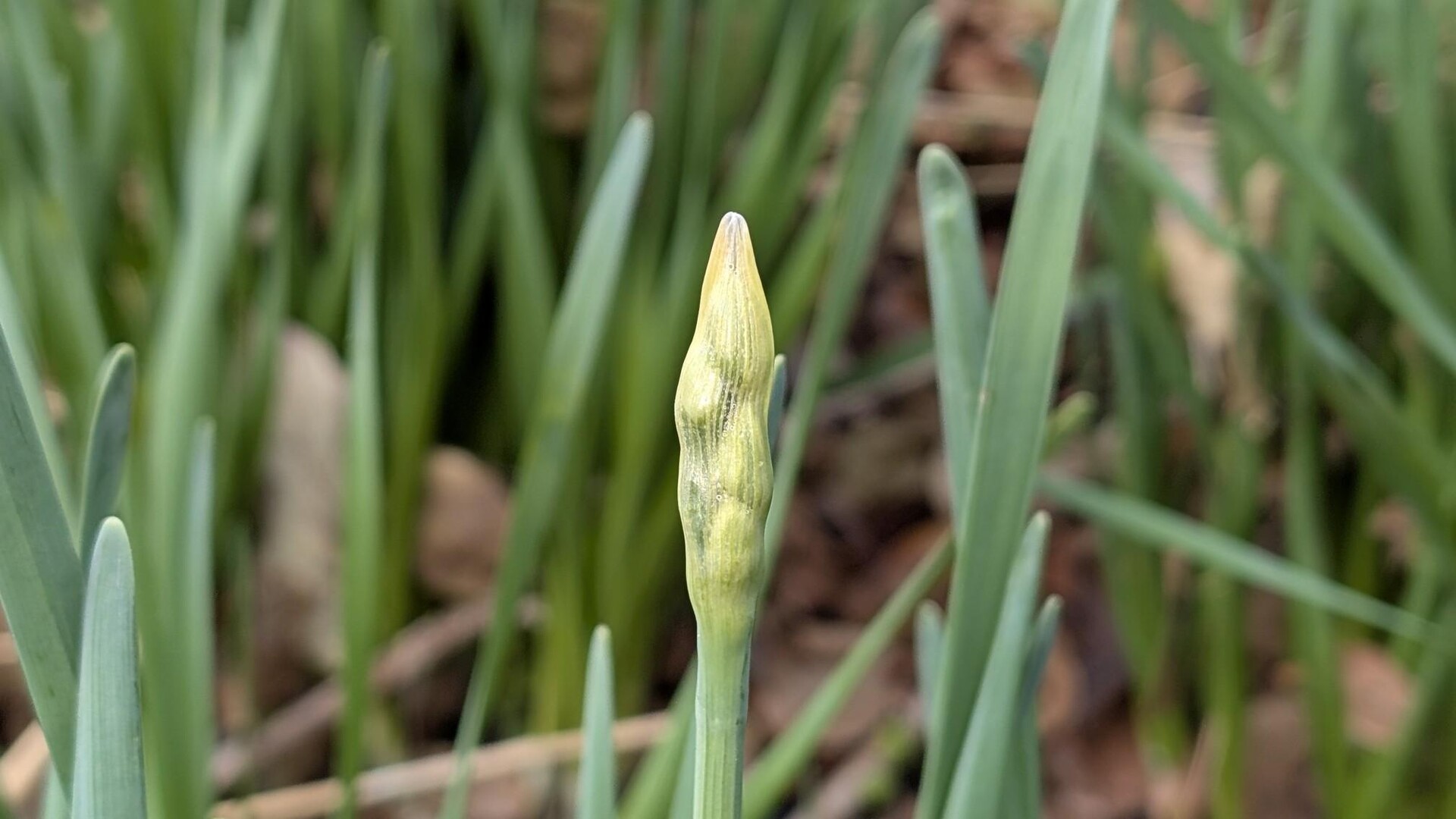 嶽山 福川ルートから R6-54 / Zatoさんの嶽山・若山・四熊ヶ岳の活動データ | YAMAP / ヤマップ