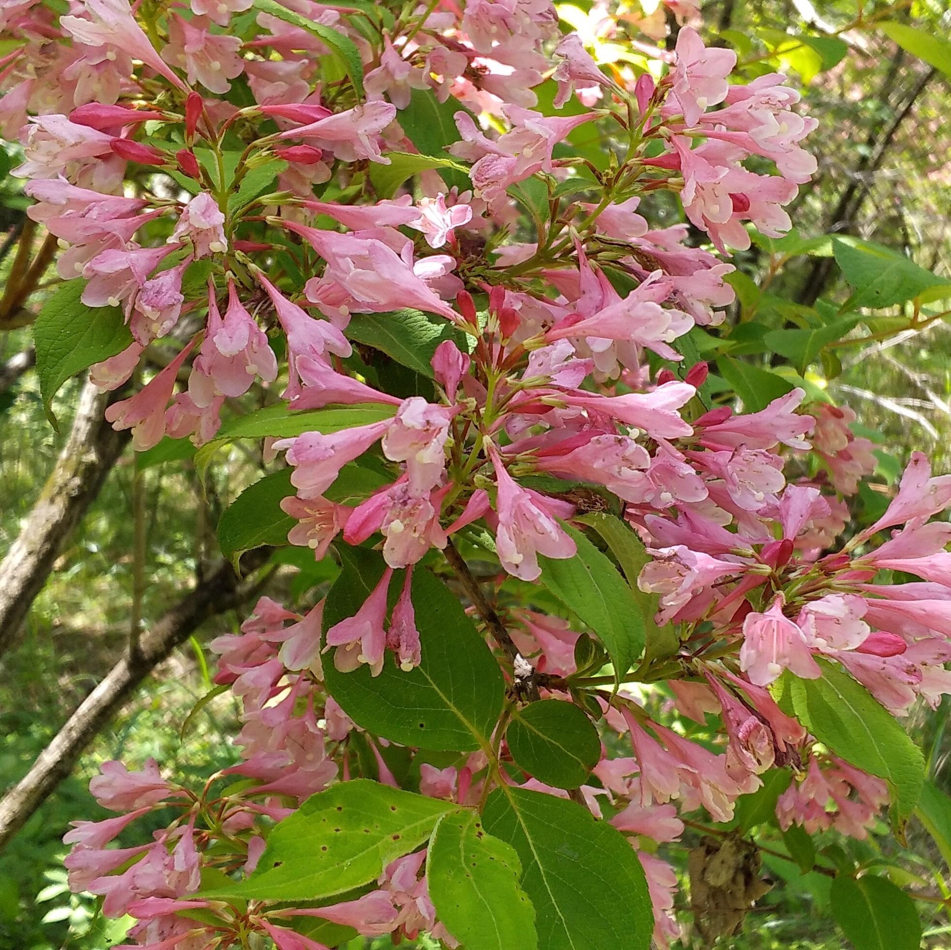 阿須丘陵🌿七国山 / 山chieさんの加治丘陵・七国山の活動データ | YAMAP / ヤマップ