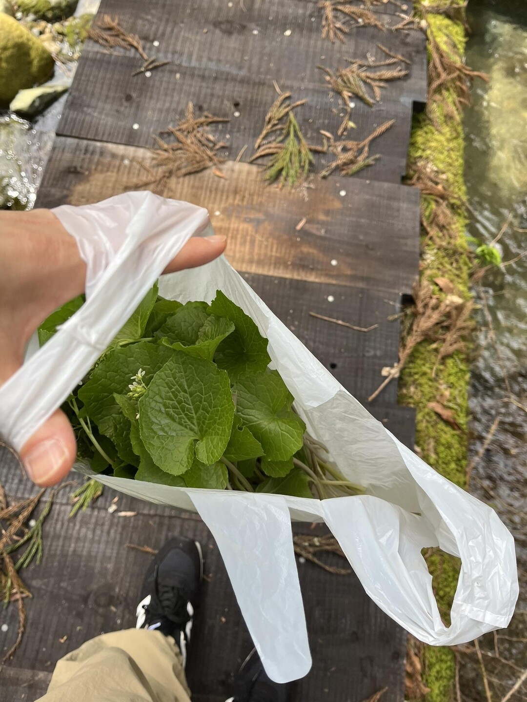 ワサビ狩りしてオープンガーデン🌼巡り ... / saiさんのモーメント | YAMAP / ヤマップ