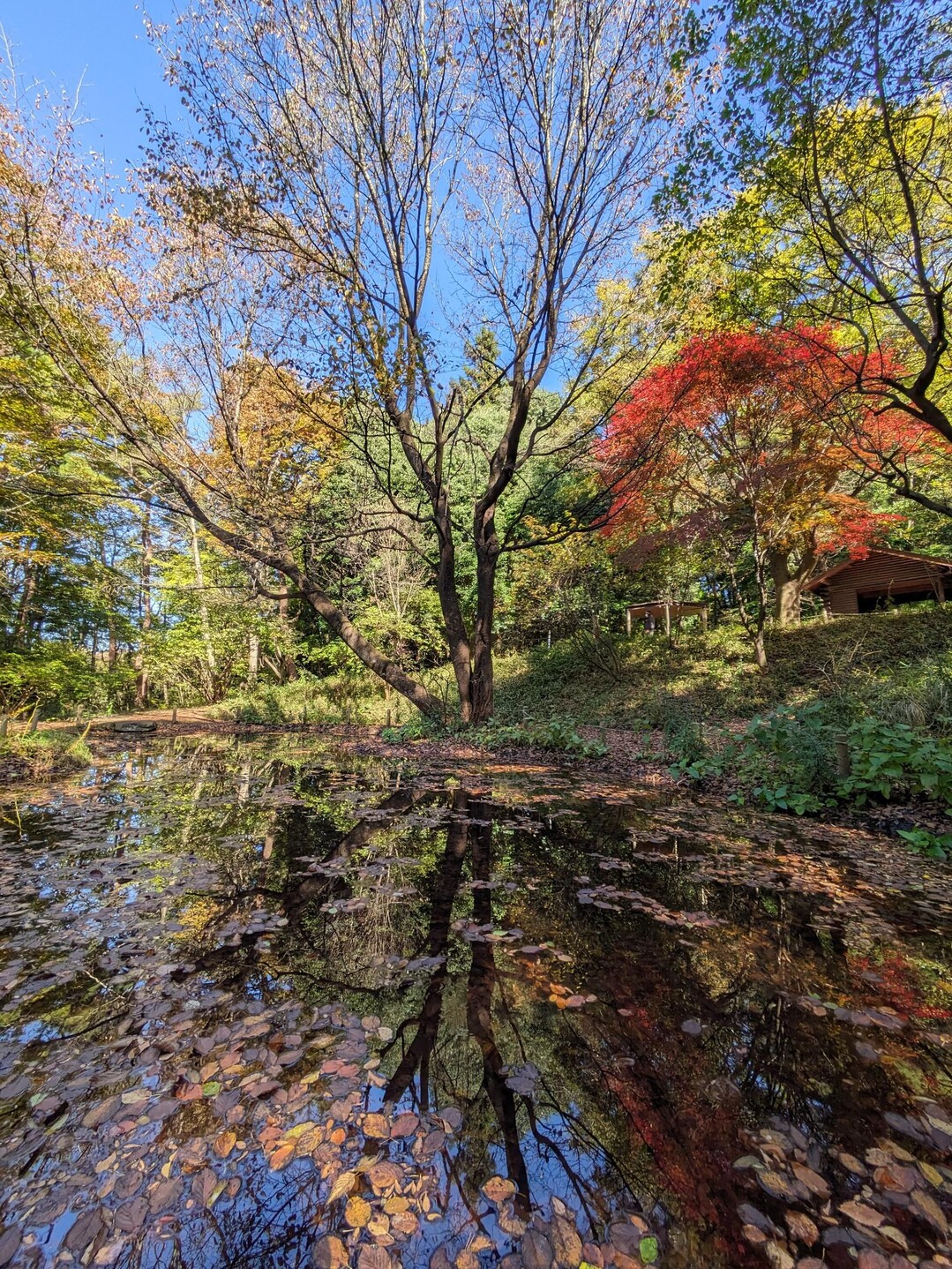 赤城自然園 / Sam&Azuさんのウォーキングの活動日記 | YAMAP / ヤマップ