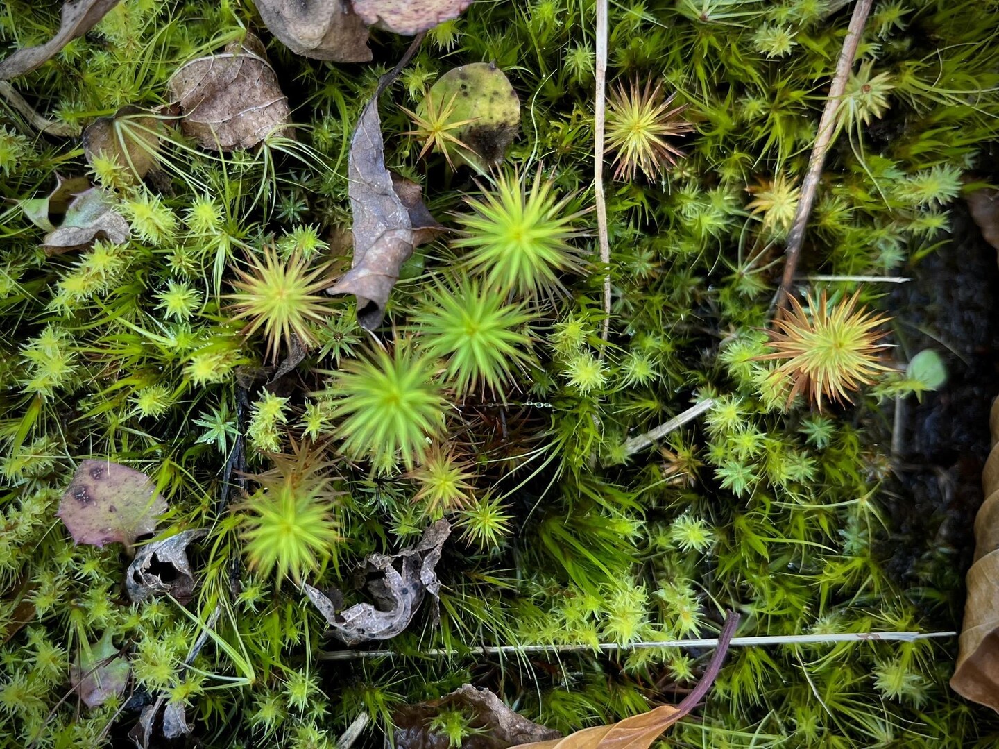 栗駒山麓を歩く / shanneiさんのハイキングの活動データ | YAMAP / ヤマップ