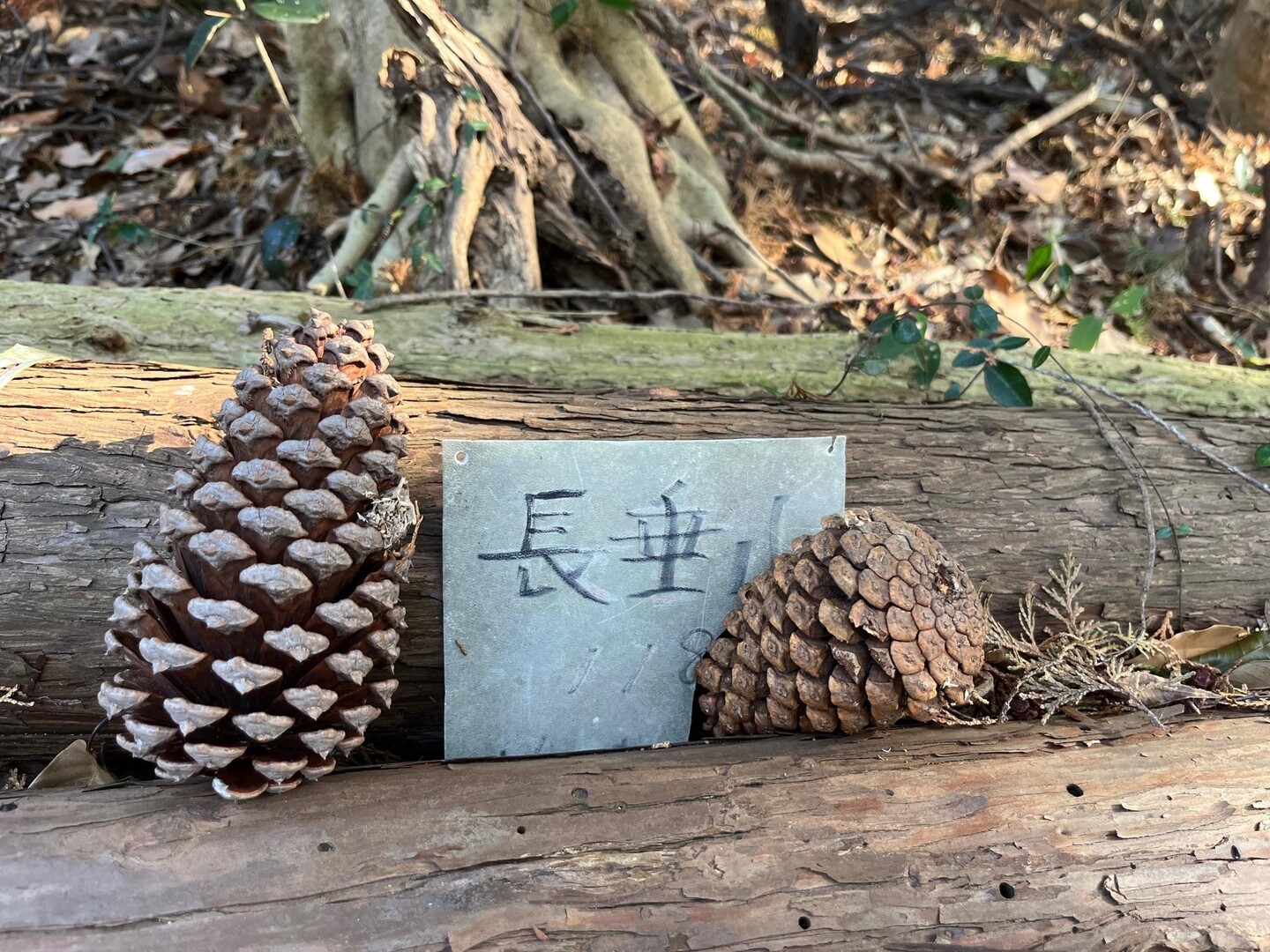 長垂山 / MICKIさんの長垂山の活動データ | YAMAP / ヤマップ