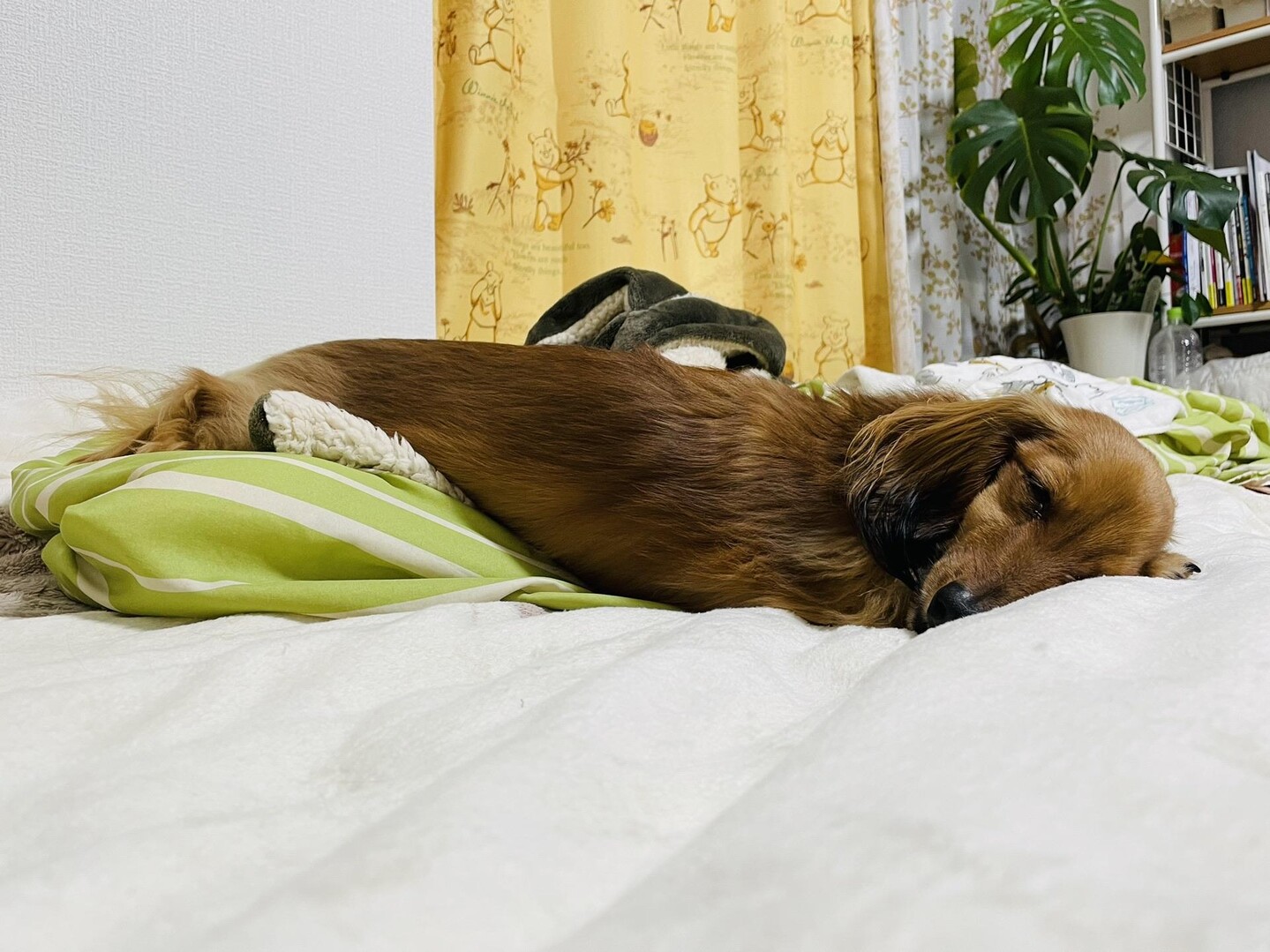 R6.2.22 愛犬🐶が9歳になりまし... / ·̩͙꒰ঌ hiro‪ ·͜·ᰔᩚさんのモーメント | YAMAP / ヤマップ