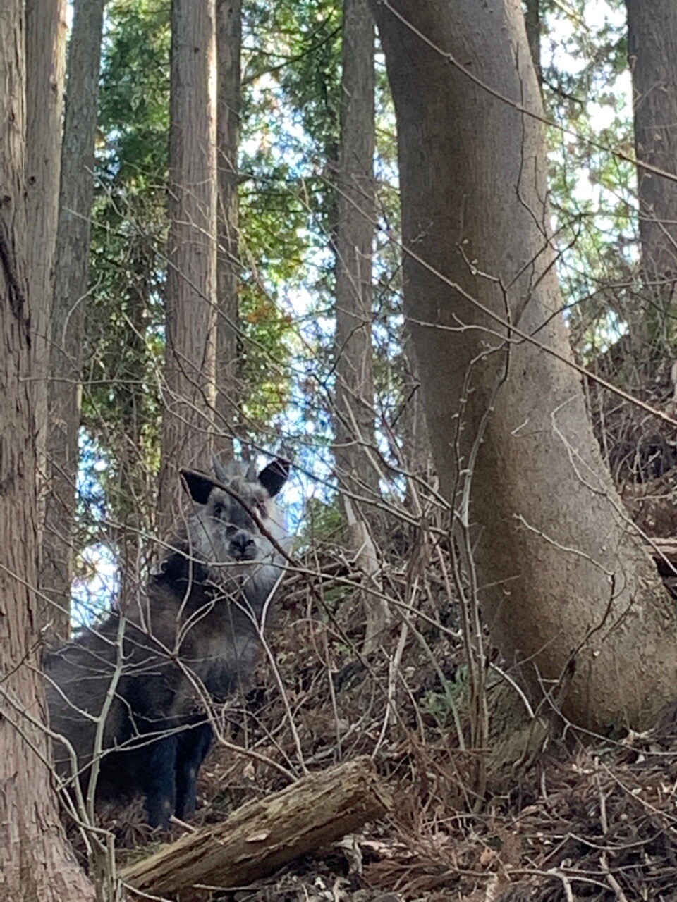 青梅丘陵☆カモシカ3頭に会いました♪♪♪ / chocoponさんの青梅市の活動データ | YAMAP / ヤマップ