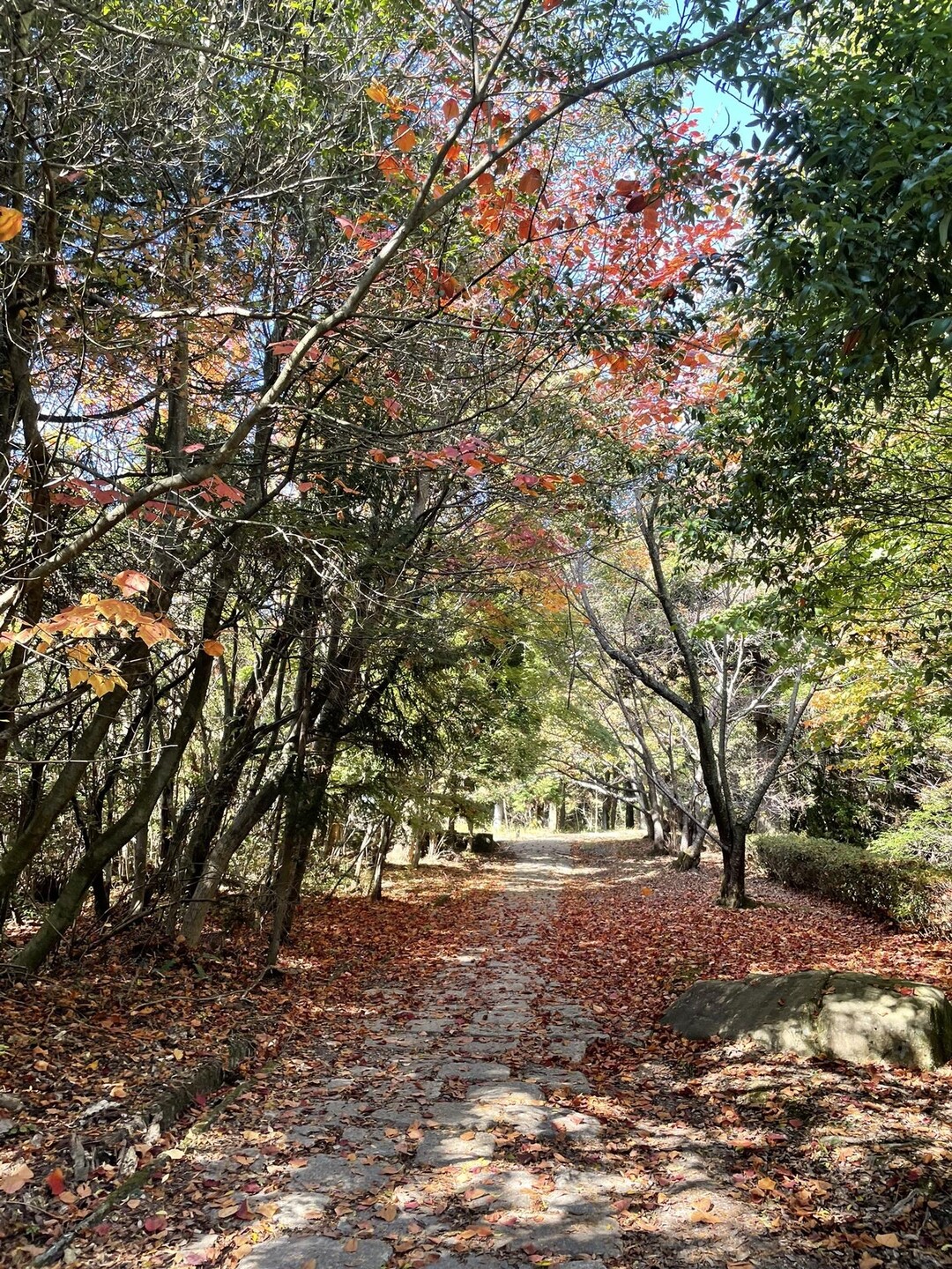 【出不精親父を連れ回せ】弘法寺山 / Nockyさんの野呂山・膳棚山の活動データ | YAMAP / ヤマップ