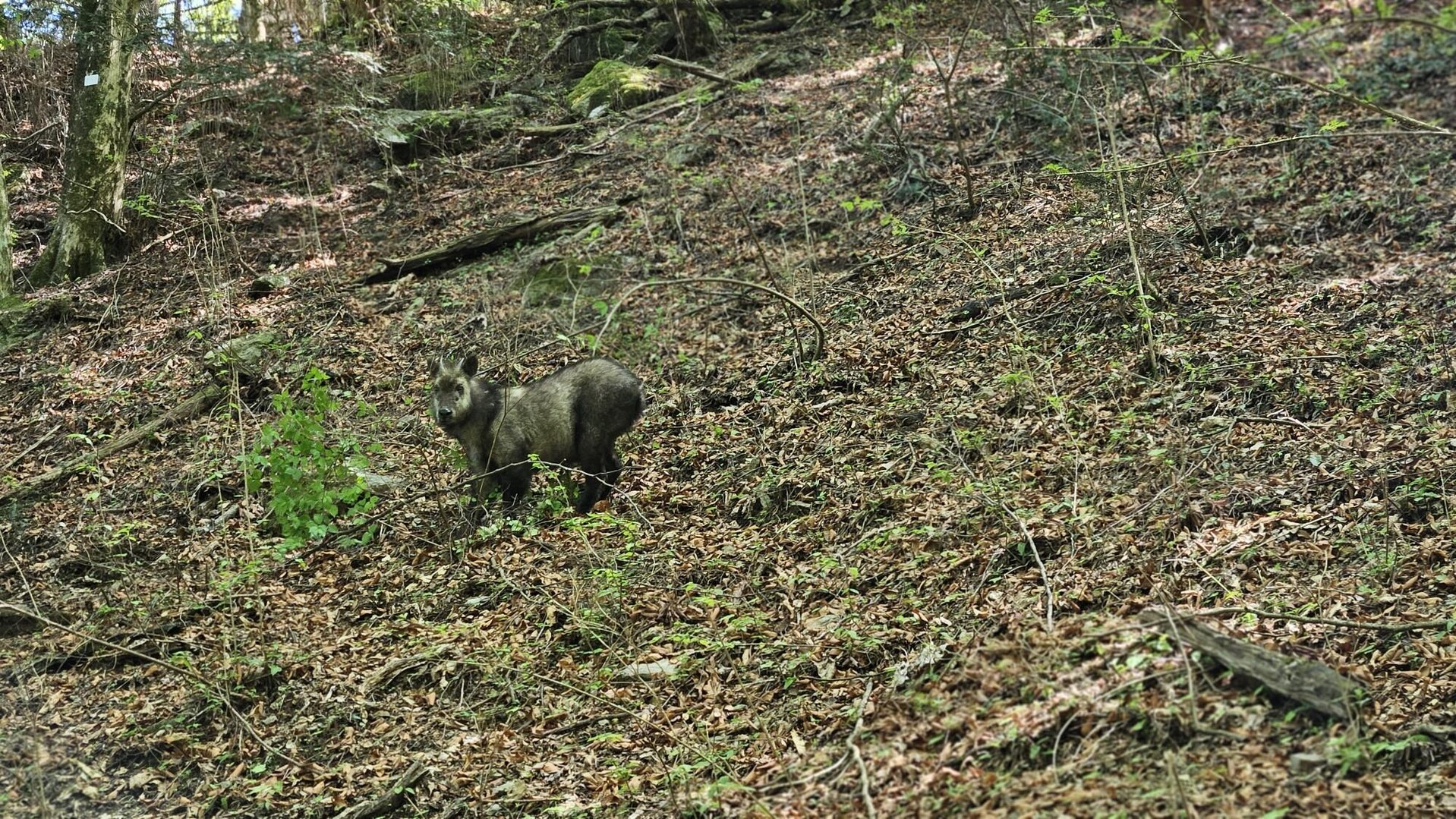 御岳山 / yuki83さんの大岳山・御岳山・御前山の活動データ | YAMAP / ヤマップ