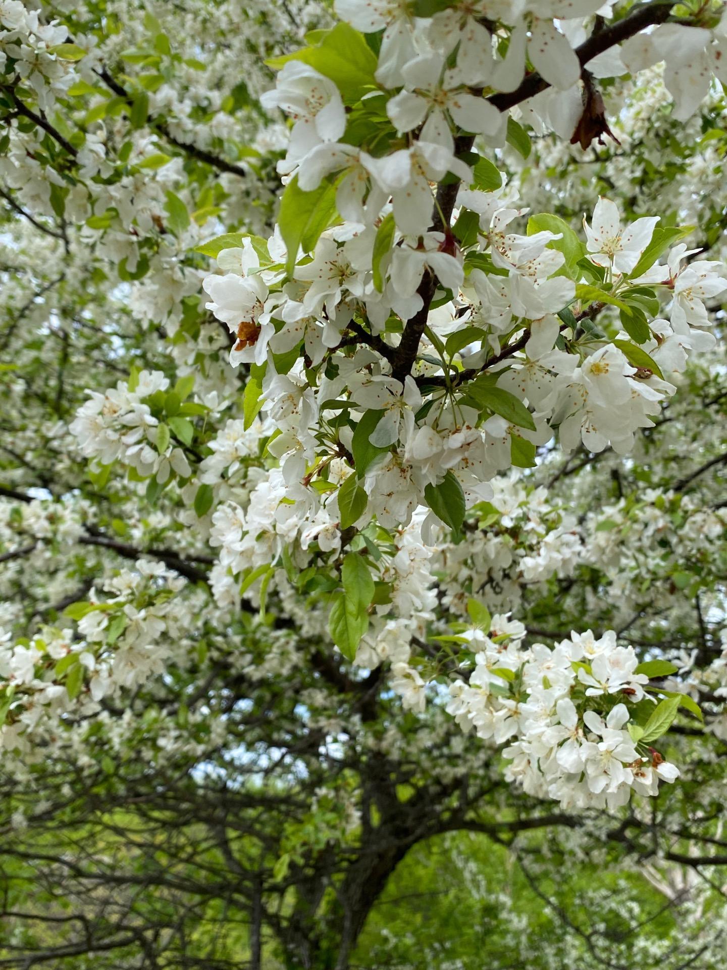 シロヤシオ 赤城山_長七郎山 / mtakoさんの赤城山・黒檜山・荒山の活動データ | YAMAP / ヤマップ