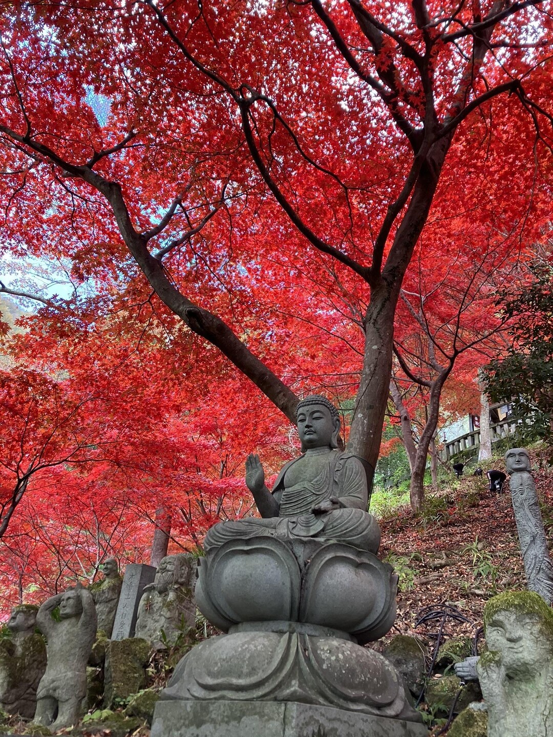 大山🍁紅葉まつり / ROMIさんのウォーキングの活動データ | YAMAP / ヤマップ