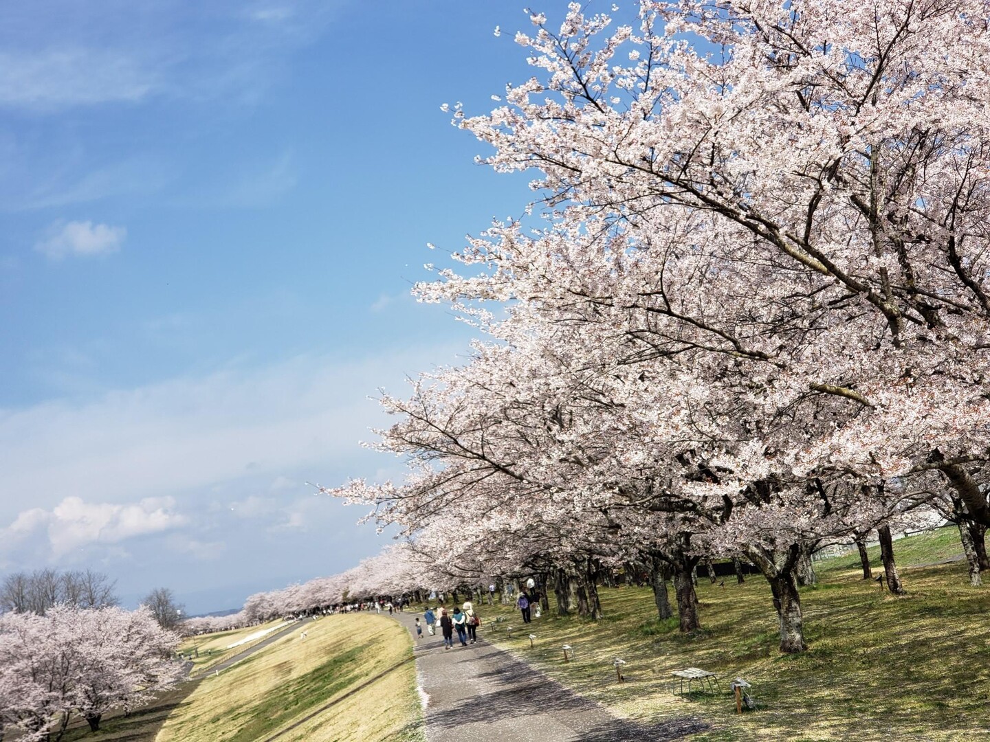 さくら🌸見にツアーして楽しかったんです... / c.m.kさんのモーメント | YAMAP / ヤマップ