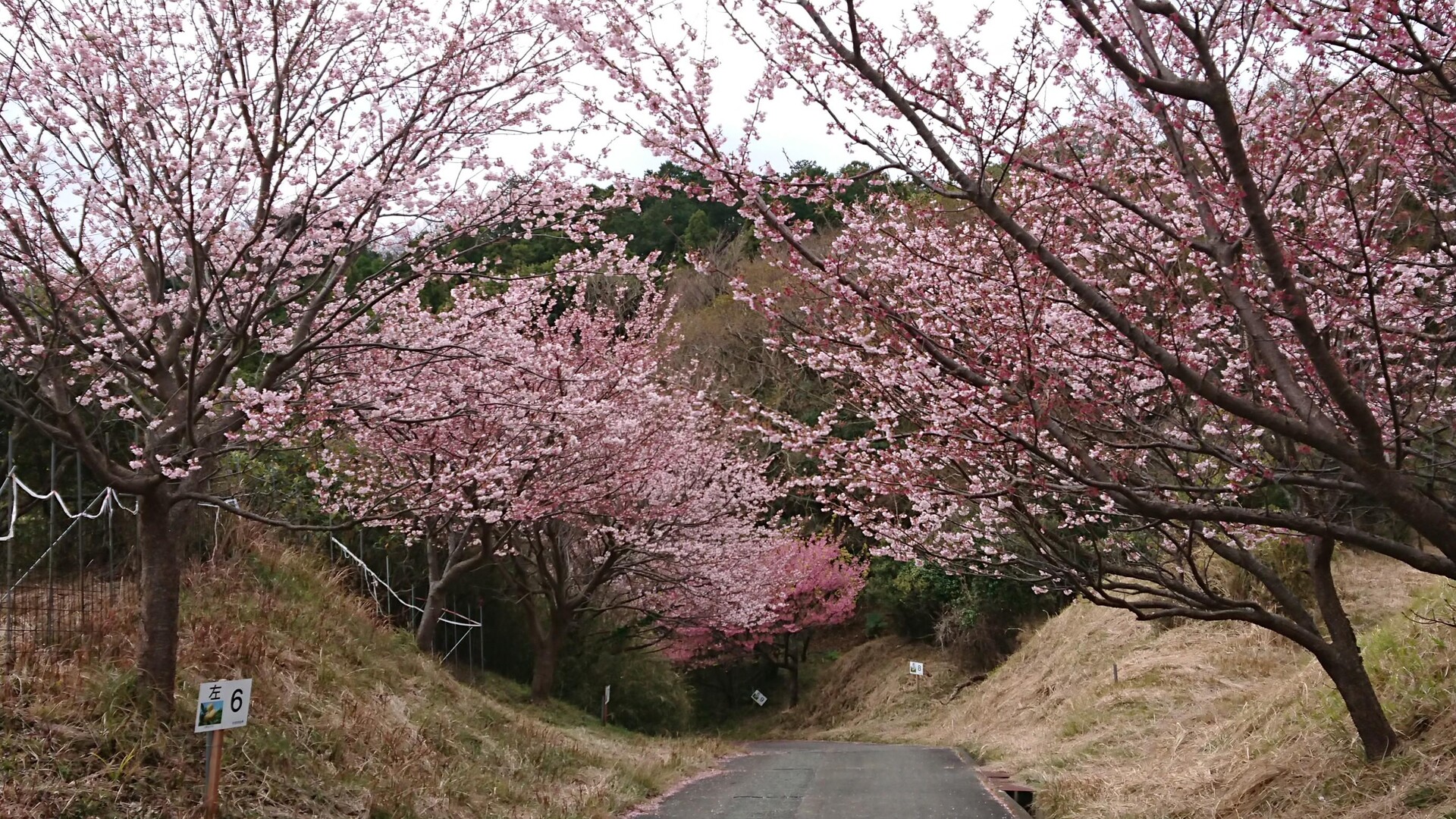 ときどきフラワーロード / Aldenteさんの棚場山・魂の山・猫越岳の活動データ | YAMAP / ヤマップ