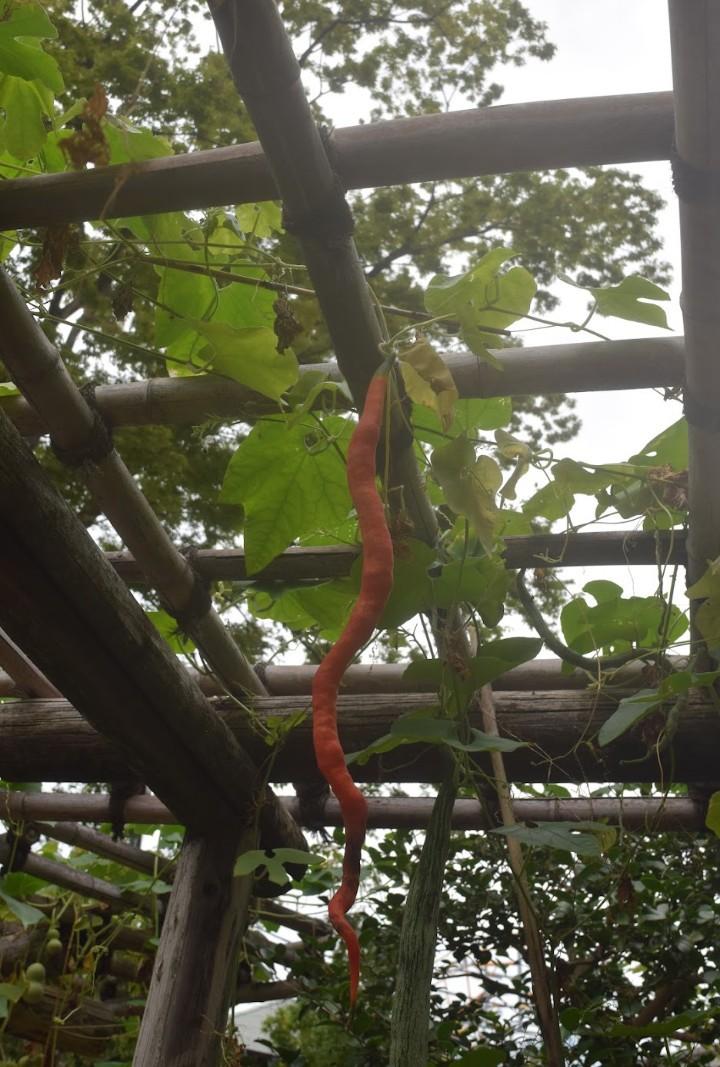 ヘビウリ(蛇瓜)🐍💠 花言葉は「変化... / hiroさんのモーメント | YAMAP / ヤマップ