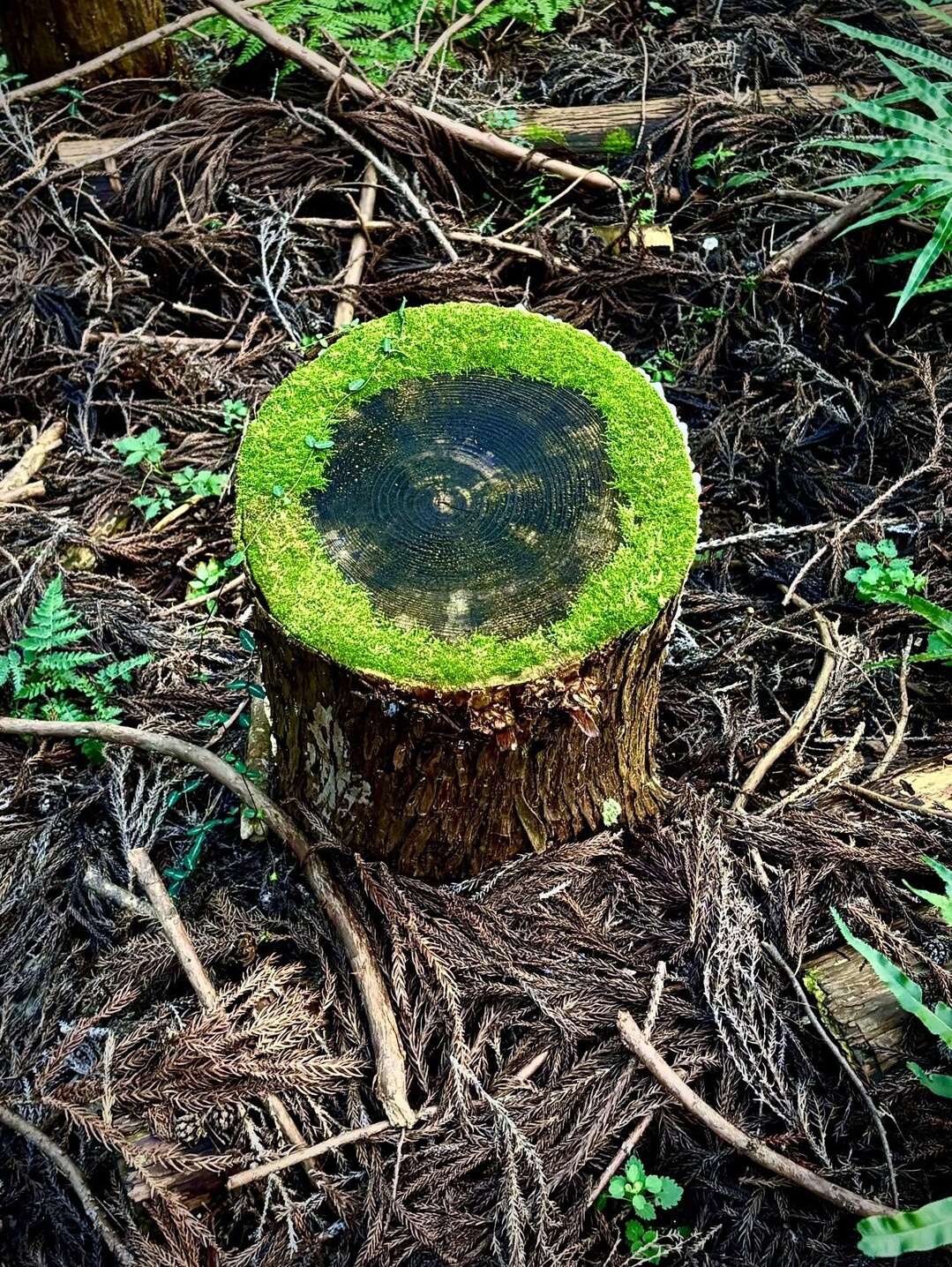 高水山・岩茸石山・馬仏山・惣岳山 / fum tomさんの高水山・岩茸石山・惣岳山の活動データ | YAMAP / ヤマップ