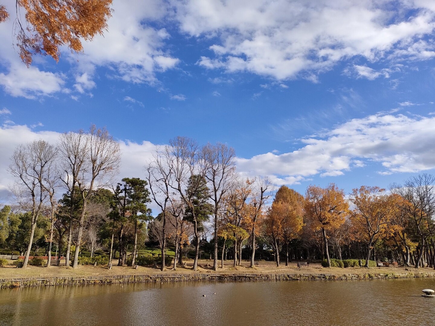 紅葉の丸山公園 / mickey さんのモーメント | YAMAP / ヤマップ