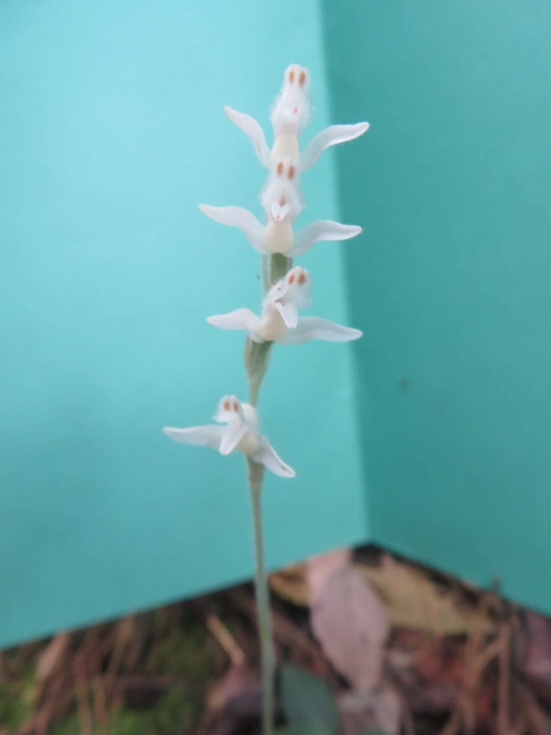 🎵 秋風に深山鶉の羽音かな 悟空240... / kyoyamaさんのモーメント | YAMAP / ヤマップ