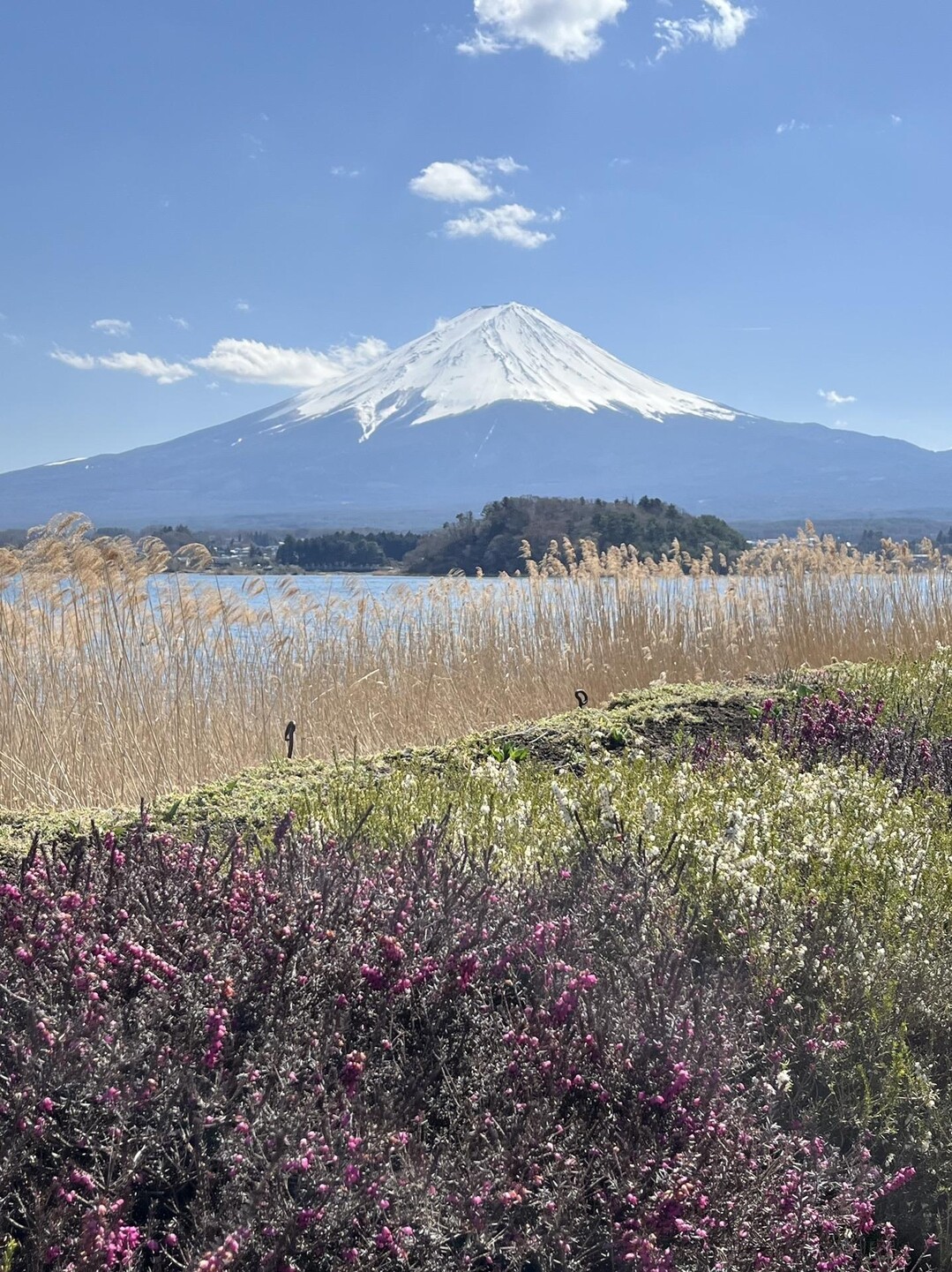 1泊2日 河口湖旅行 大石公園と忍野八海 / ORIEさんのFUJISAN LONG TRAIL（御坂・三ツ峠エリア NORTH）の活動データ | YAMAP / ヤマップ