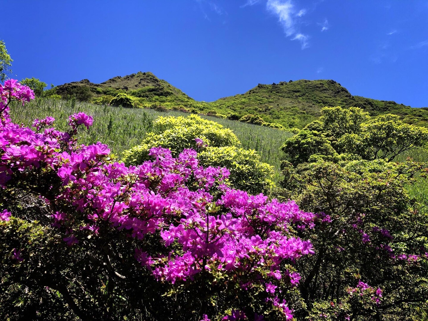 月イチ由布岳 '24初夏 / Coki-aさんの由布岳・鶴見岳の活動データ | YAMAP / ヤマップ