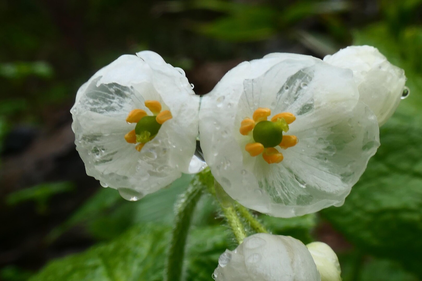 雨後の梵珠山 / yama0028さんの梵珠山の活動データ | YAMAP / ヤマップ