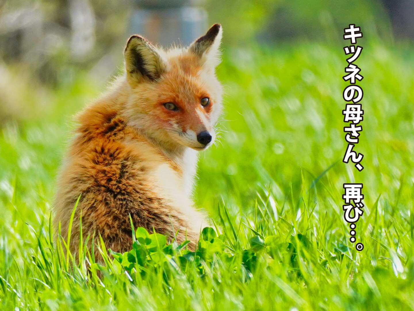 1年前、子育て中の母さん狐が現れて🦊 ... / 😺Sammyさんのモーメント | YAMAP / ヤマップ