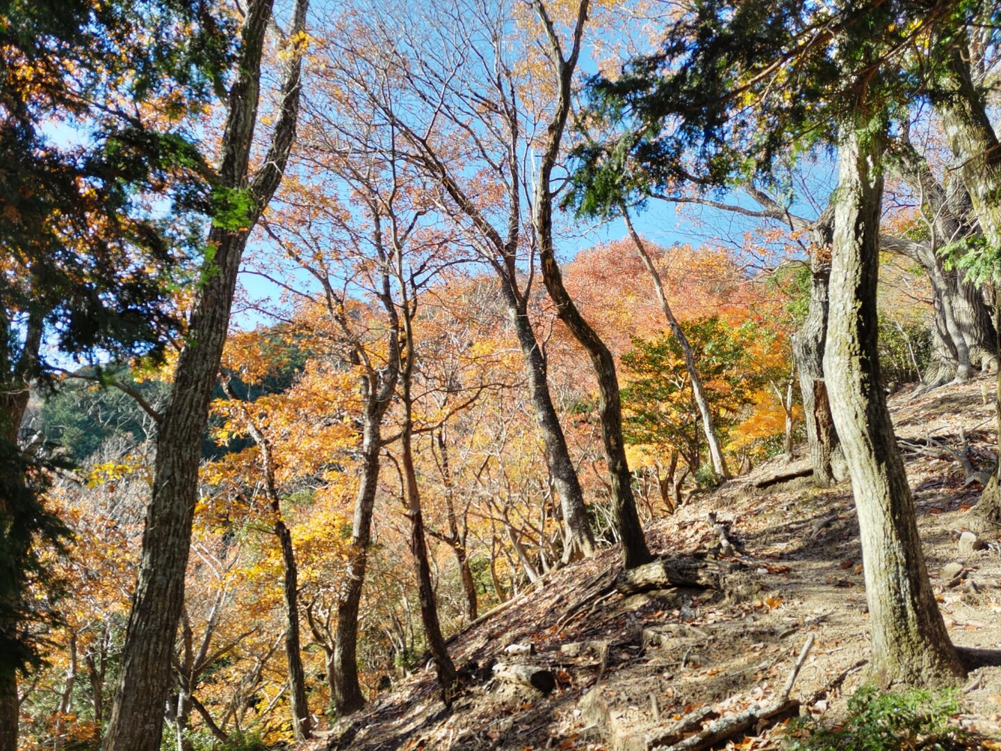 観音岳【605.5m】乙女の滝・愛宕山周回ｺｰｽ / さとちゃんさんの堀坂山・観音岳・桝形山（白米城）の活動データ | YAMAP / ヤマップ