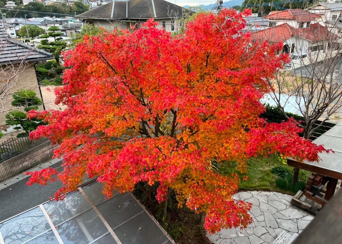 今年はようやく色付いたうちのいろはもみじ... / Sunnyday 2024さんのモーメント | YAMAP / ヤマップ