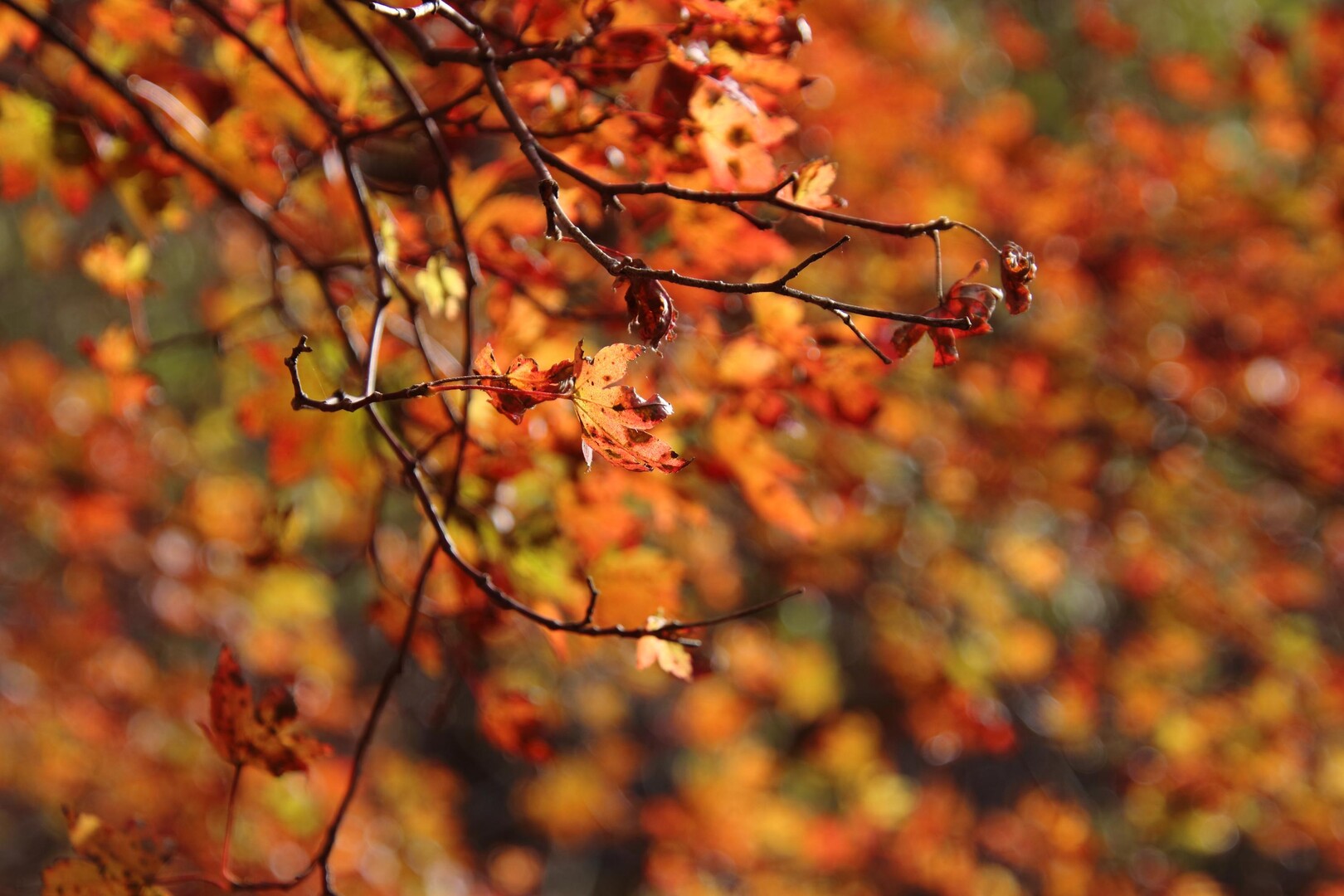 ラスト紅葉🍁？ソババッケ / kumiさんの九重山（久住山）・大船山・星生山の活動日記 | YAMAP / ヤマップ