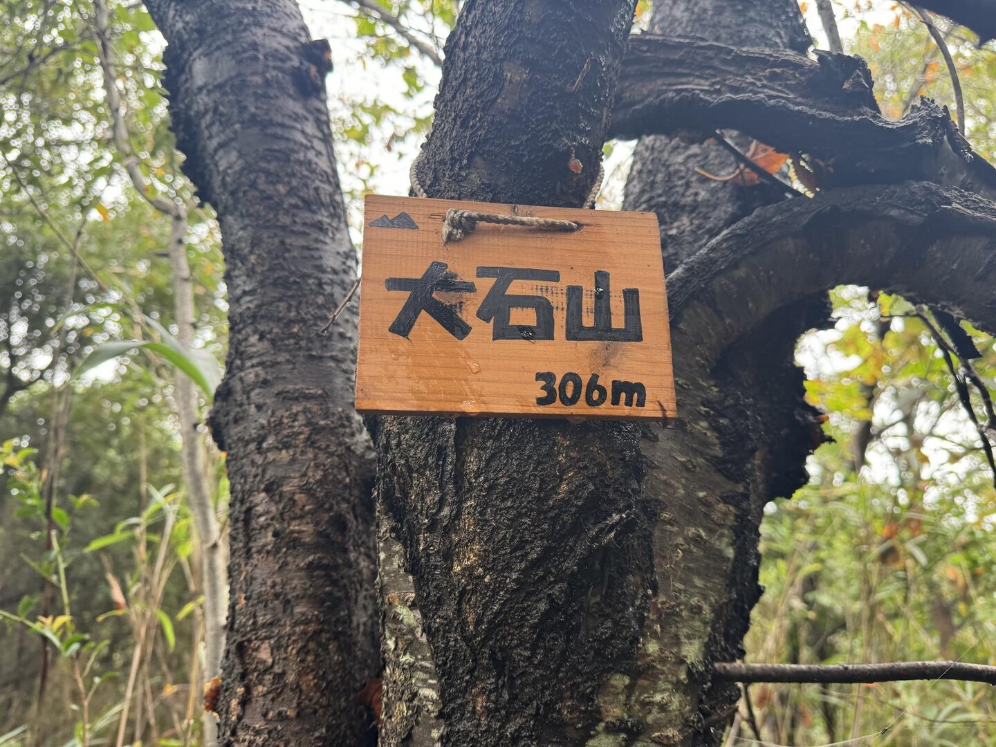 大石山・遙照山 / yucoさんの遙照山の活動データ | YAMAP / ヤマップ