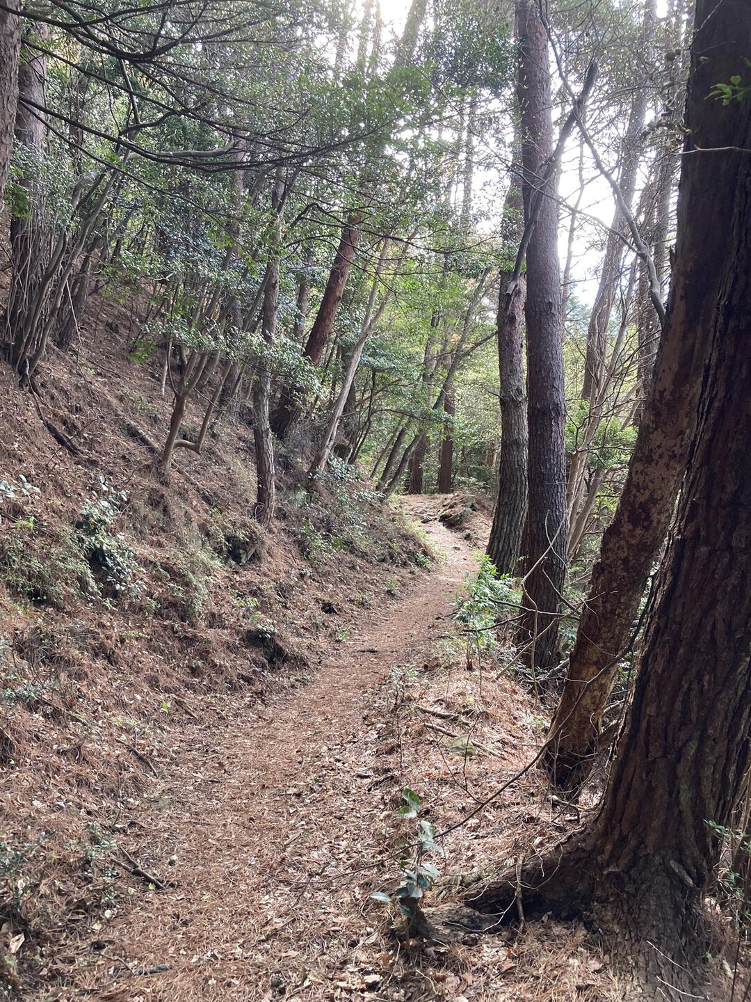 雲辺寺山 66番札所遍路道 / west 7さんの雲辺寺山の活動データ | YAMAP / ヤマップ