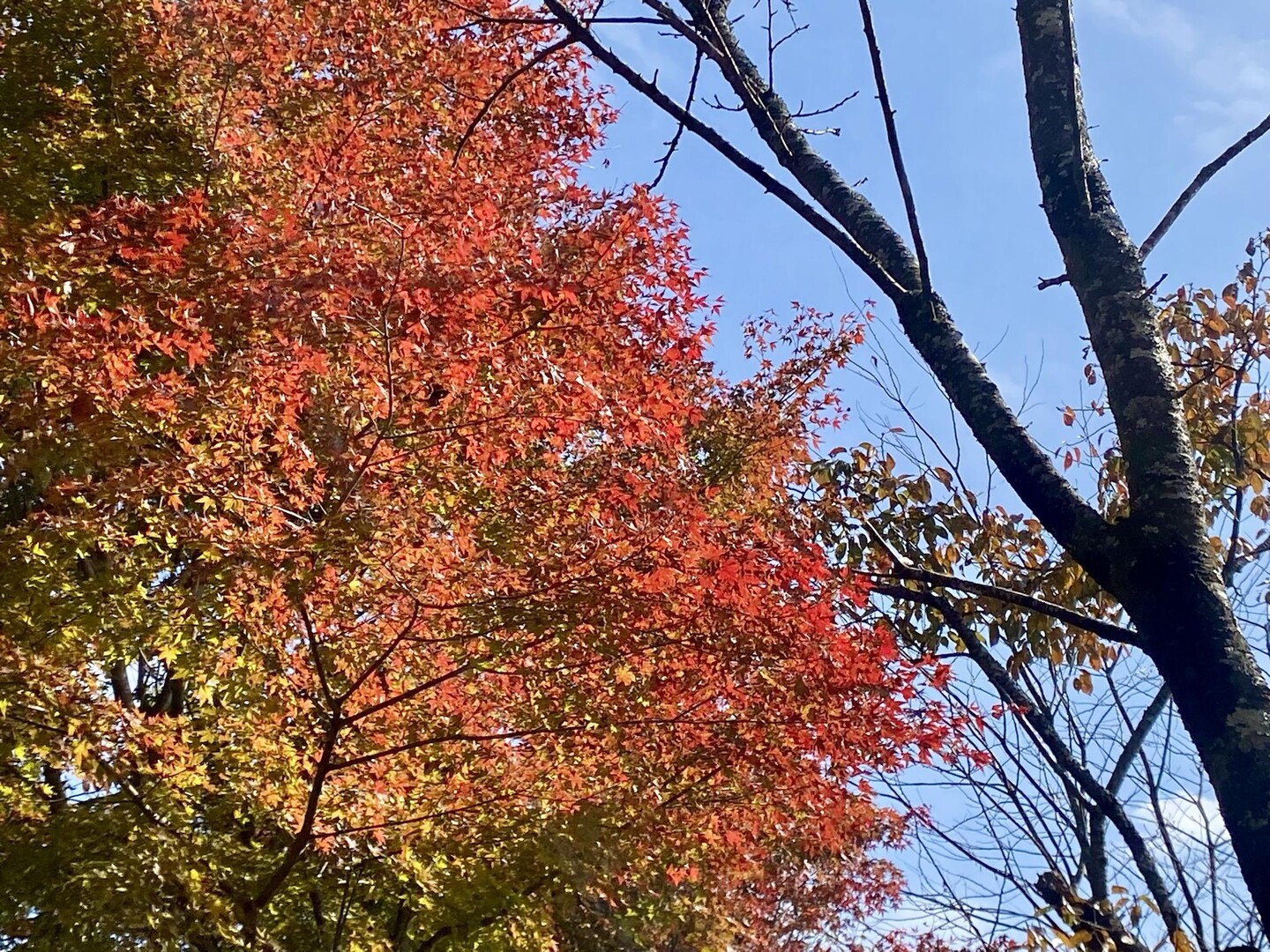 色づき始めの高尾山。 / 3to4さんの高尾山・陣馬山・景信山の活動データ | YAMAP / ヤマップ