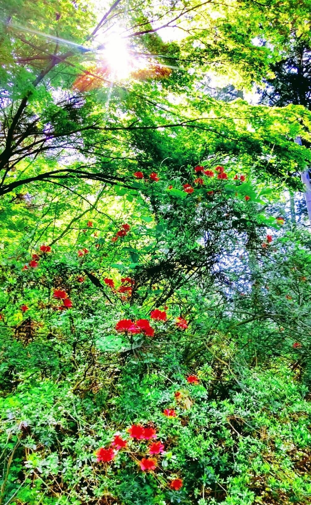 奥高尾 / hideawayさんの高尾山・陣馬山・景信山の活動データ | YAMAP / ヤマップ