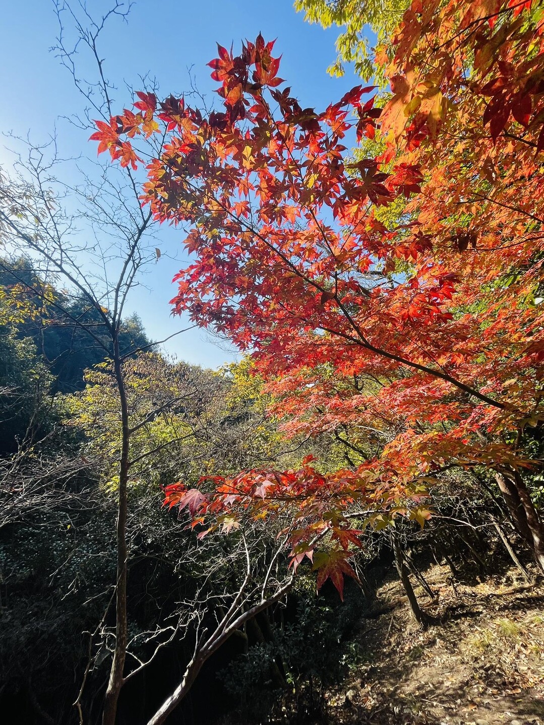 秋の比叡山 / mizuさんの比叡山・横高山・梶山の活動日記 | YAMAP / ヤマップ
