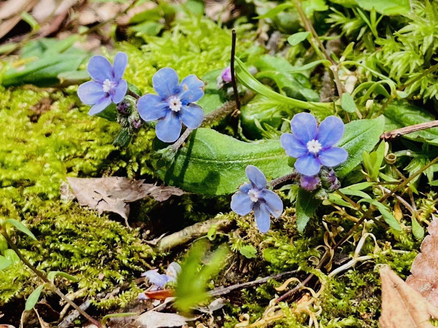 古道へ春のお花探し②𖤣𖥧𖥣｡𖥧𖧧2024-04-11 / kcoさんの堀坂山・観音岳・桝形山（白米城）の活動データ | YAMAP / ヤマップ