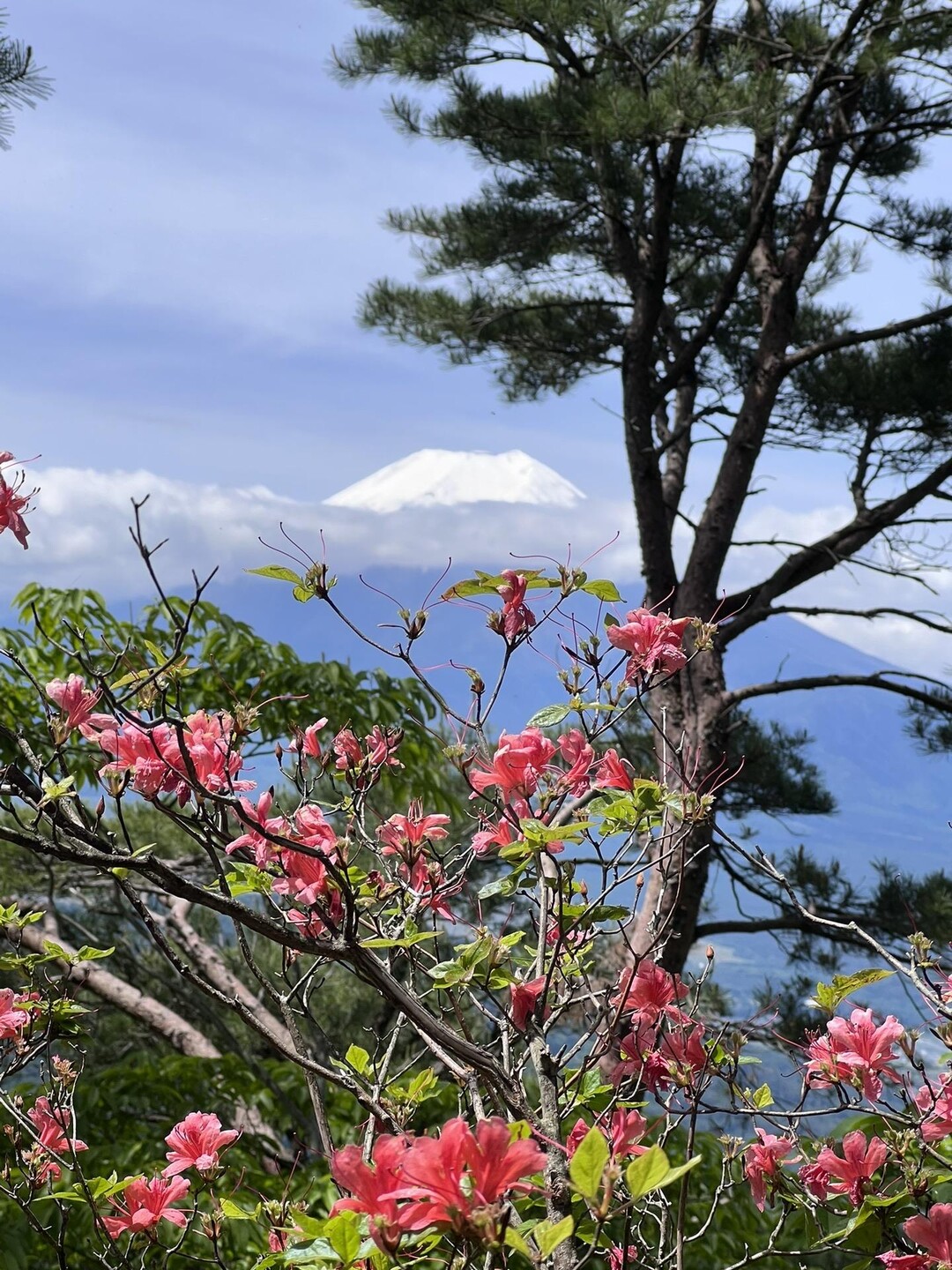 倉見山・相定ヶ峰 / Teddyさんの御正体山・杓子山・石割山の活動データ | YAMAP / ヤマップ