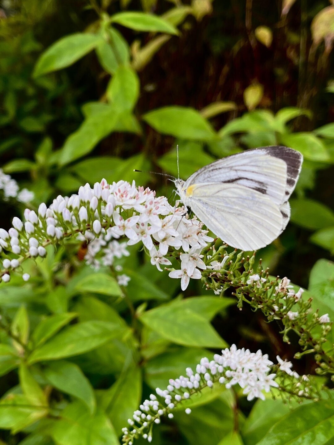 雨でも行きます金剛山☔️ / OLD HOUSEさんの金剛山・二上山・大和葛城山の活動データ | YAMAP / ヤマップ