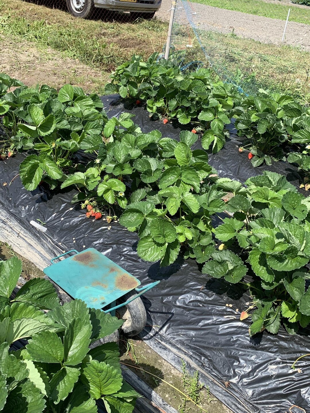 父と畑 ウエッジウッドの絵柄のワイルドス... / Lucy mさんのモーメント | YAMAP / ヤマップ