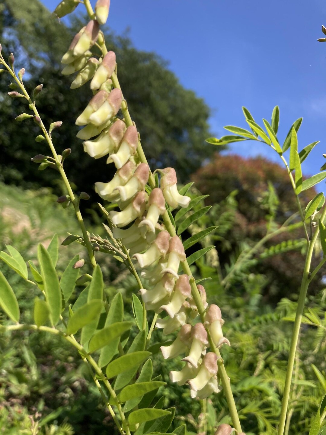 青ノ山 長靴のような花 / tairaさんの四国遍路その19の活動データ | YAMAP / ヤマップ