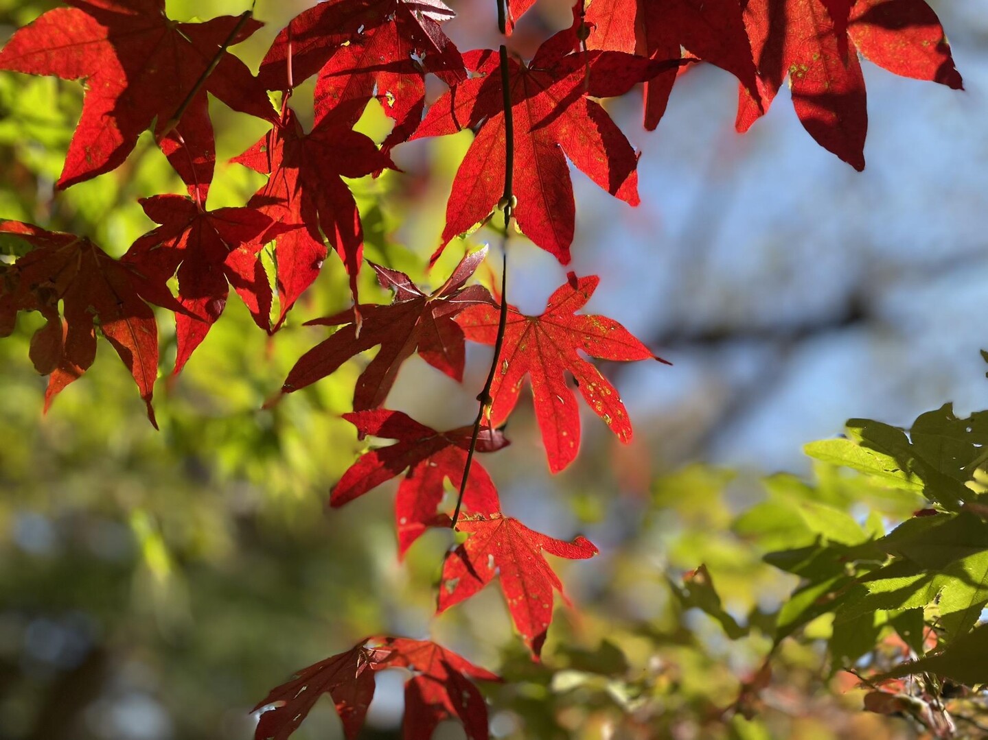 2023.11.03(金) 09:18 / 豚まん野郎さんのモーメント | YAMAP / ヤマップ