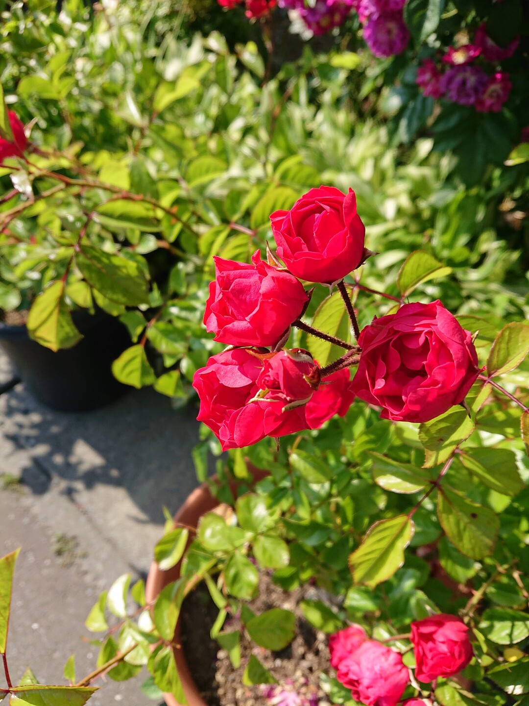 2022.06.18(土) 09:25 / シャロンパさんのモーメント | YAMAP / ヤマップ