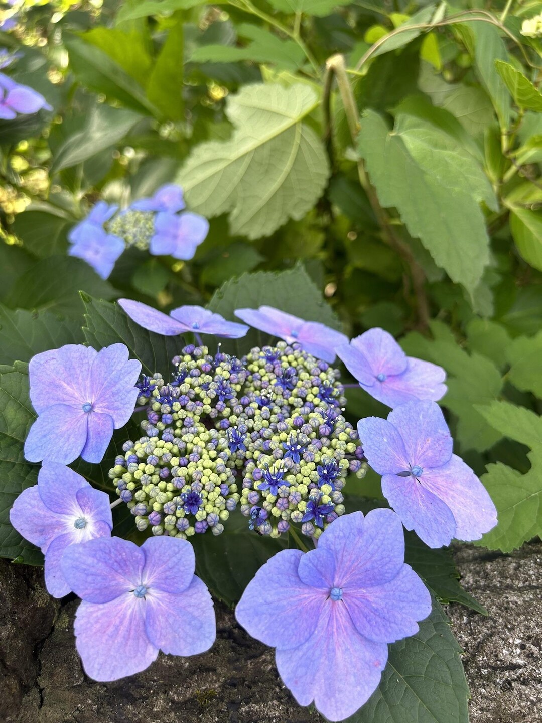 稲荷山・高尾山 / yayoさんの高尾山・陣馬山・景信山の活動データ | YAMAP / ヤマップ