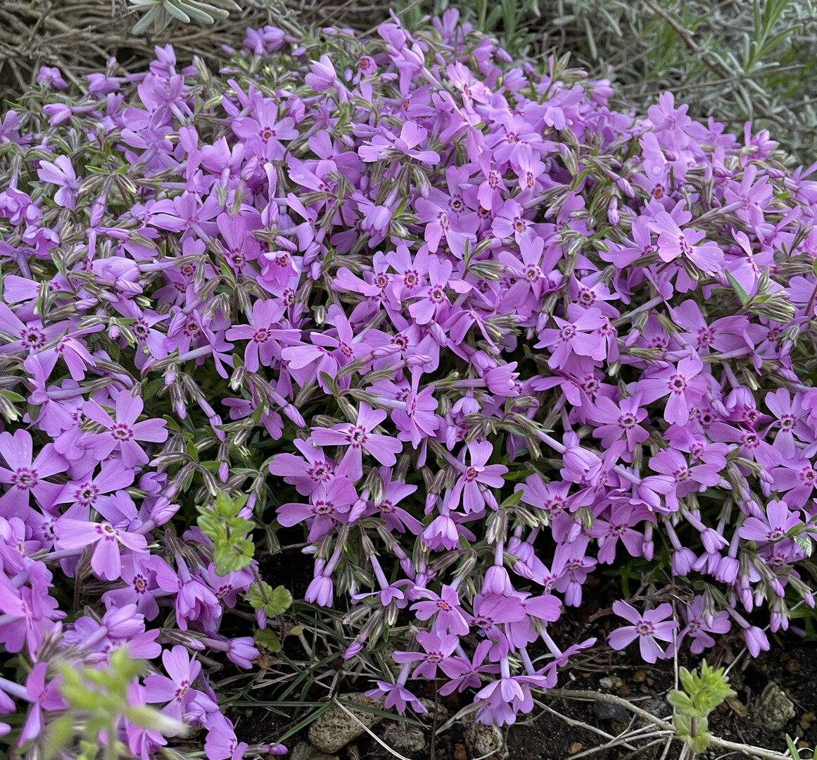 今度はこちらの"桜"が見頃を迎えてますね... / Kuさんのモーメント | YAMAP / ヤマップ