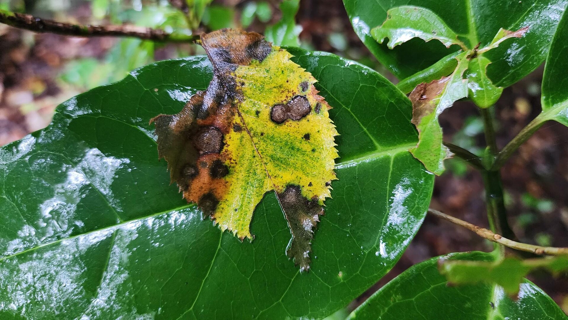 100kmおかわり⁉️😵 高崎山81 / たまおーさんの高崎山の活動データ | YAMAP / ヤマップ