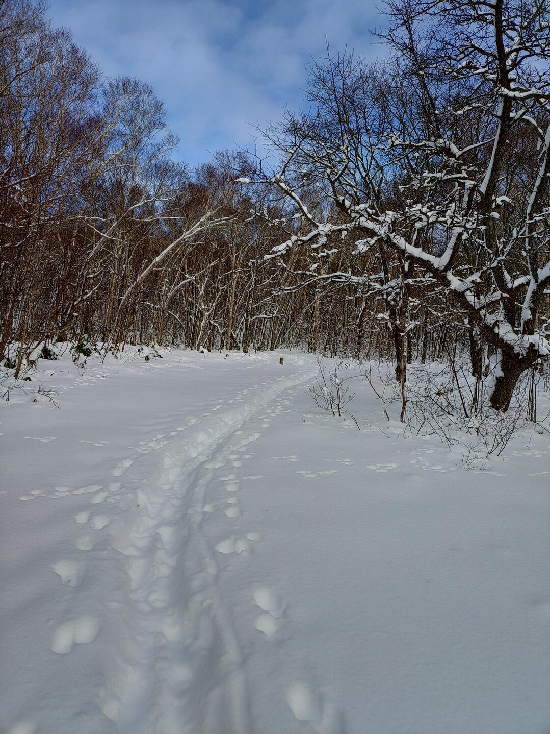 兜明神岳（兜明神獄）・岩神山 / kiyoさんの兜明神嶽（兜明神岳）・岩神山の活動データ | YAMAP / ヤマップ