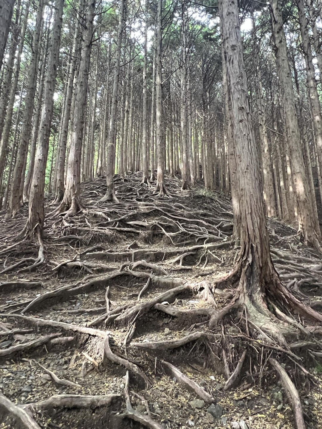 千ヶ峰 / fukuさんの千ヶ峰の活動データ | YAMAP / ヤマップ