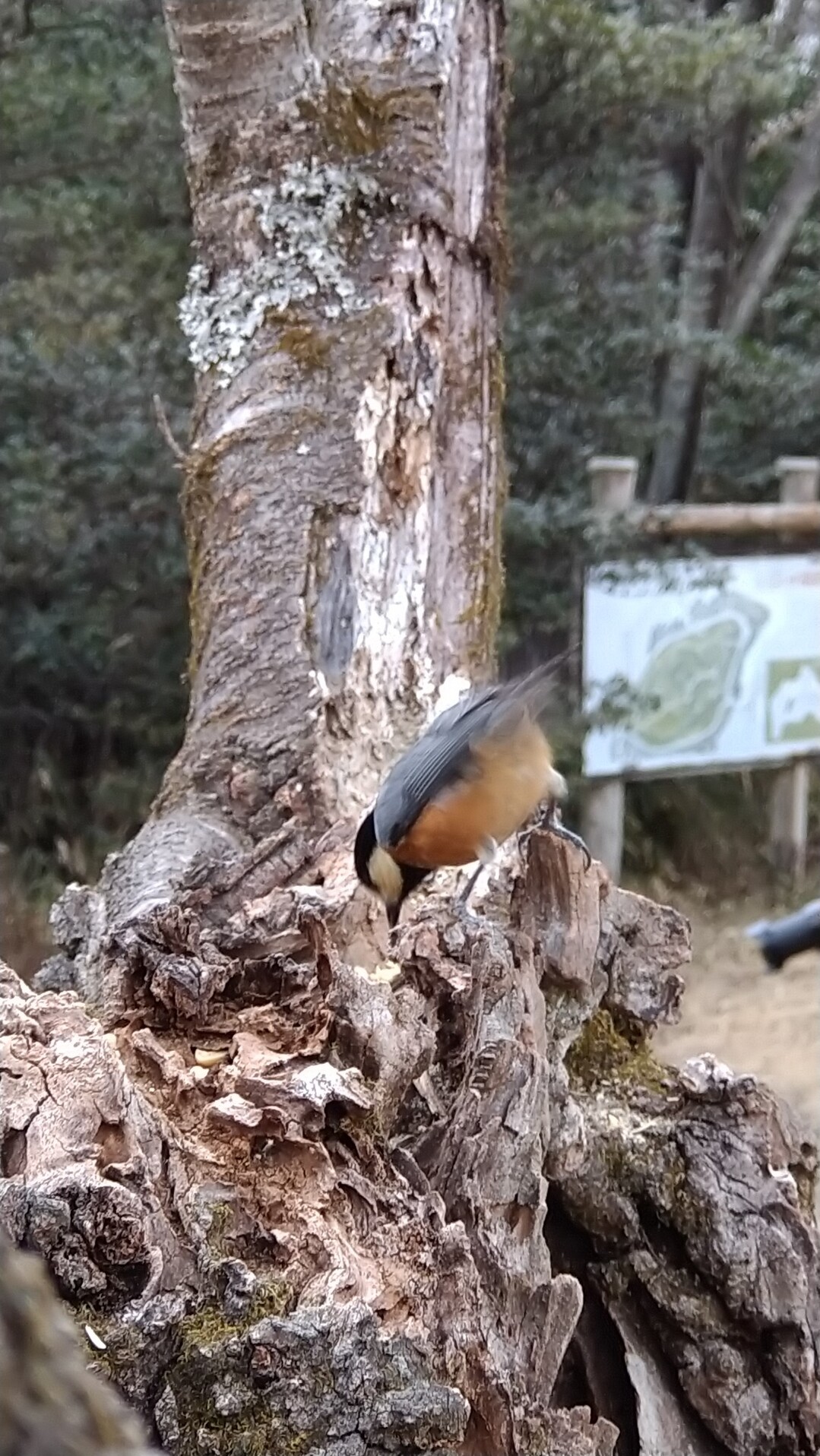 素敵な出逢いと届いたニューギア🥰💕 ... / minyayonさんのモーメント | YAMAP / ヤマップ