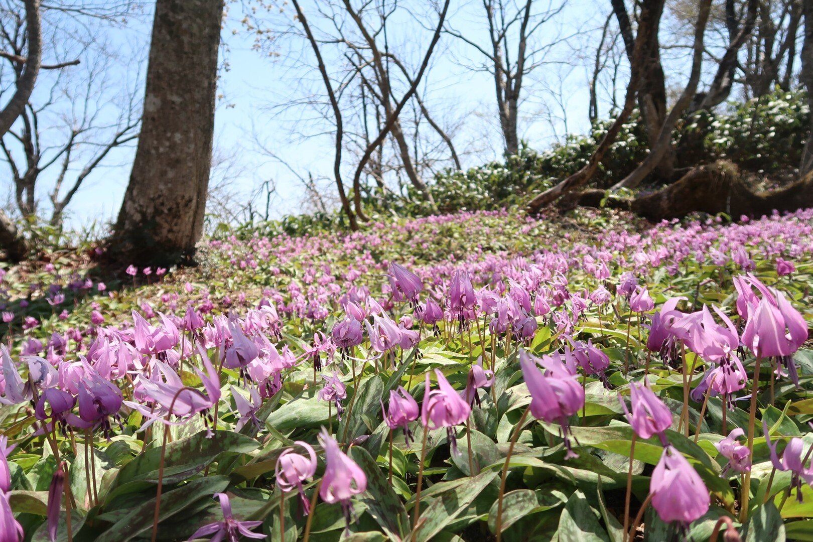 カタクリ満開🌷 船通山 / yo-koさんの船通山・玉峰山の活動データ | YAMAP / ヤマップ