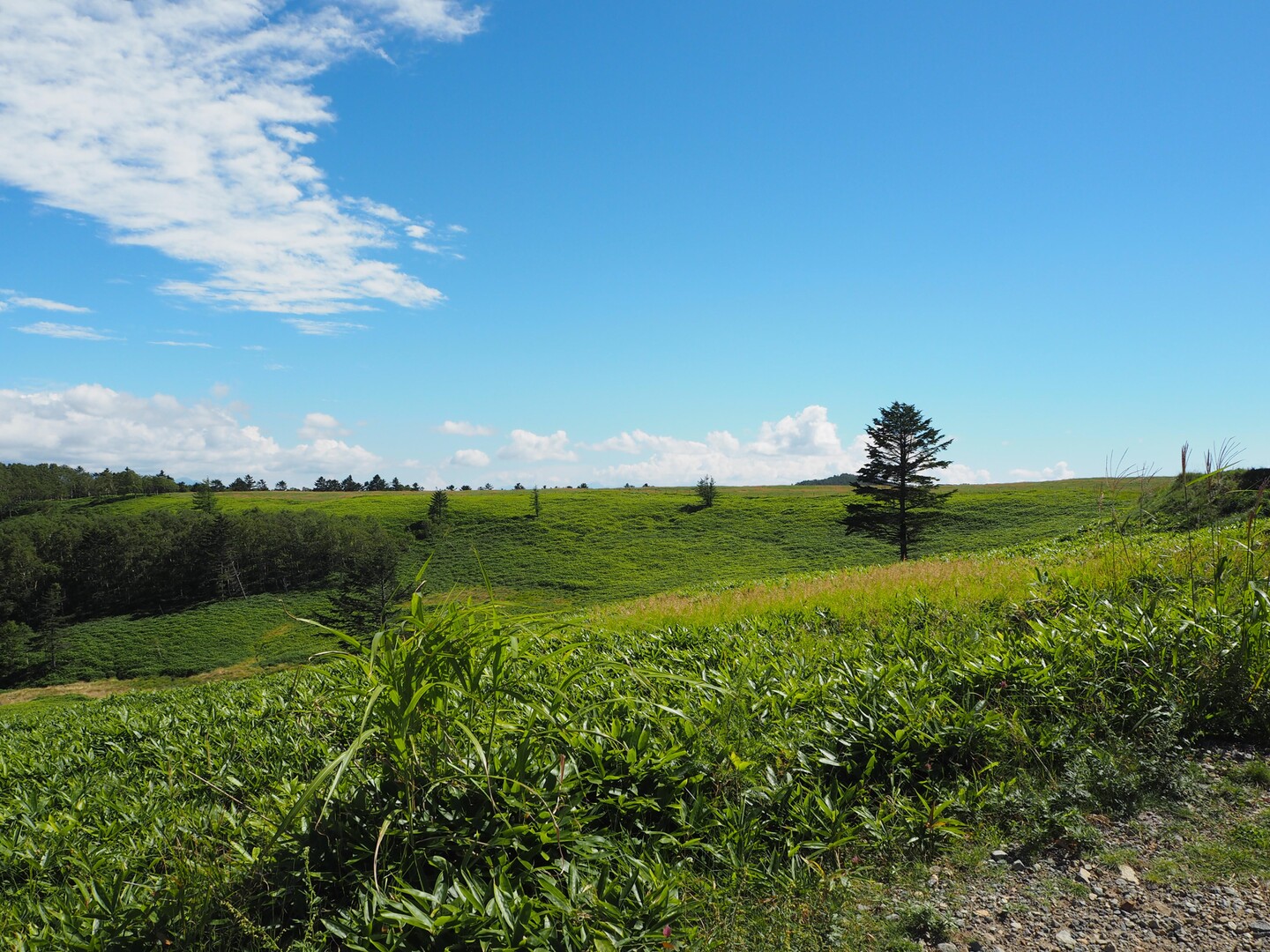 美ヶ原（王ヶ頭ピストン） / mokaさんの美ヶ原の活動データ | YAMAP / ヤマップ